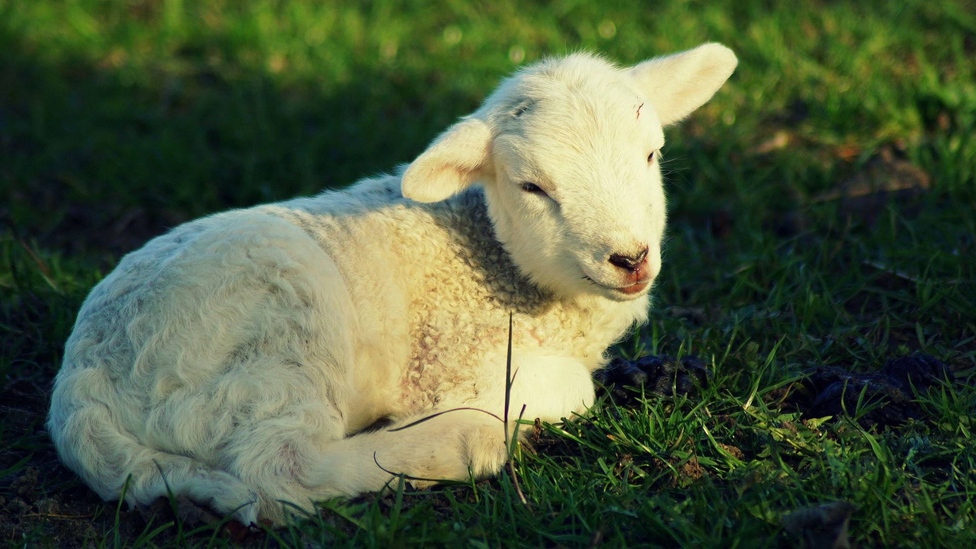 CARNE DE CORDERO - Comprar online | TuMercaGourmet.com